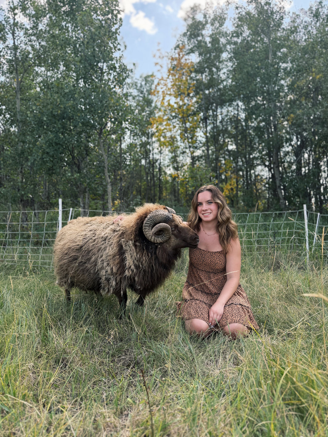 Prairie Shepherdess | Alberta Sheep Farmer